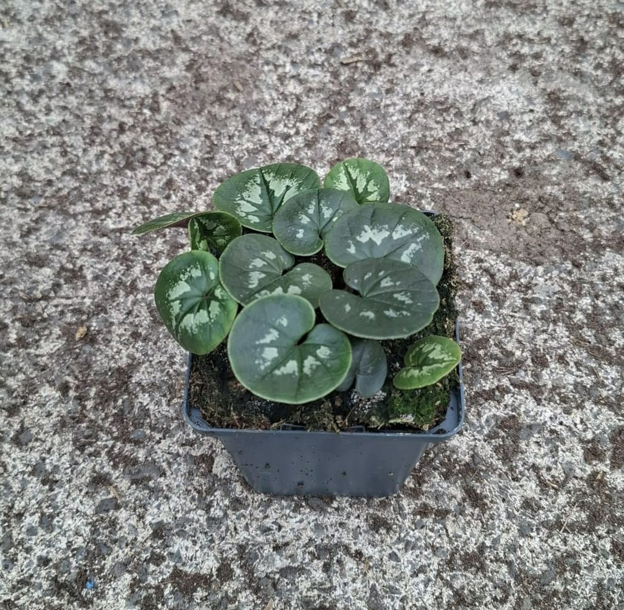 Cyclamen coum 'Marbled Leaf Ruby Star' — Vendita all'ingrosso piante ...
