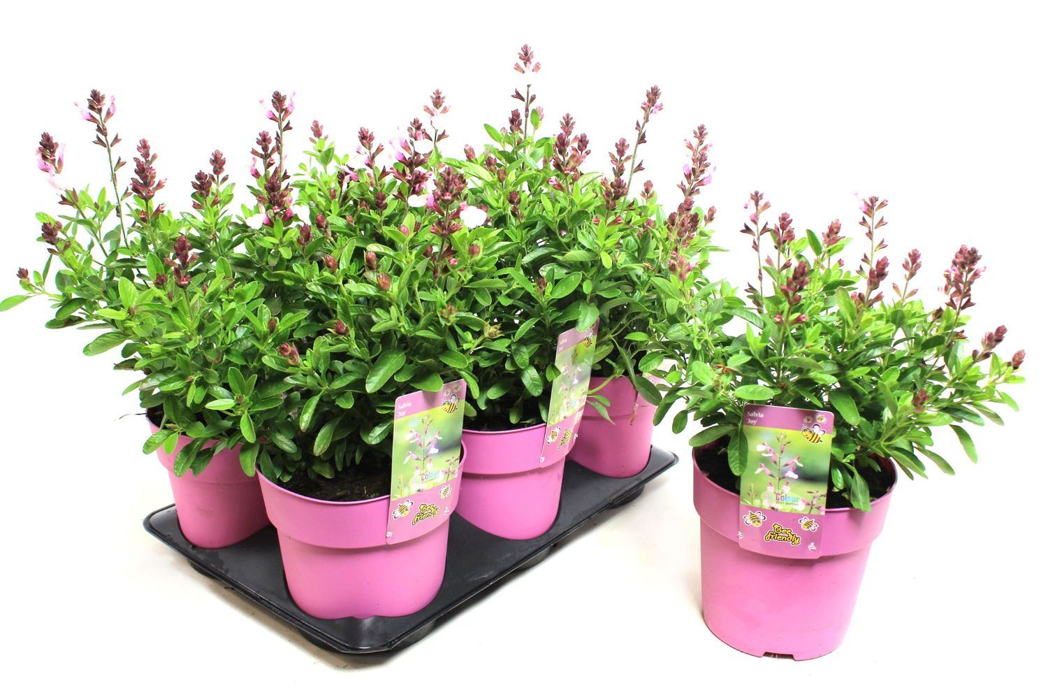 Salvia 'Dyson’s Joy' — Plant Wholesale FlorAccess