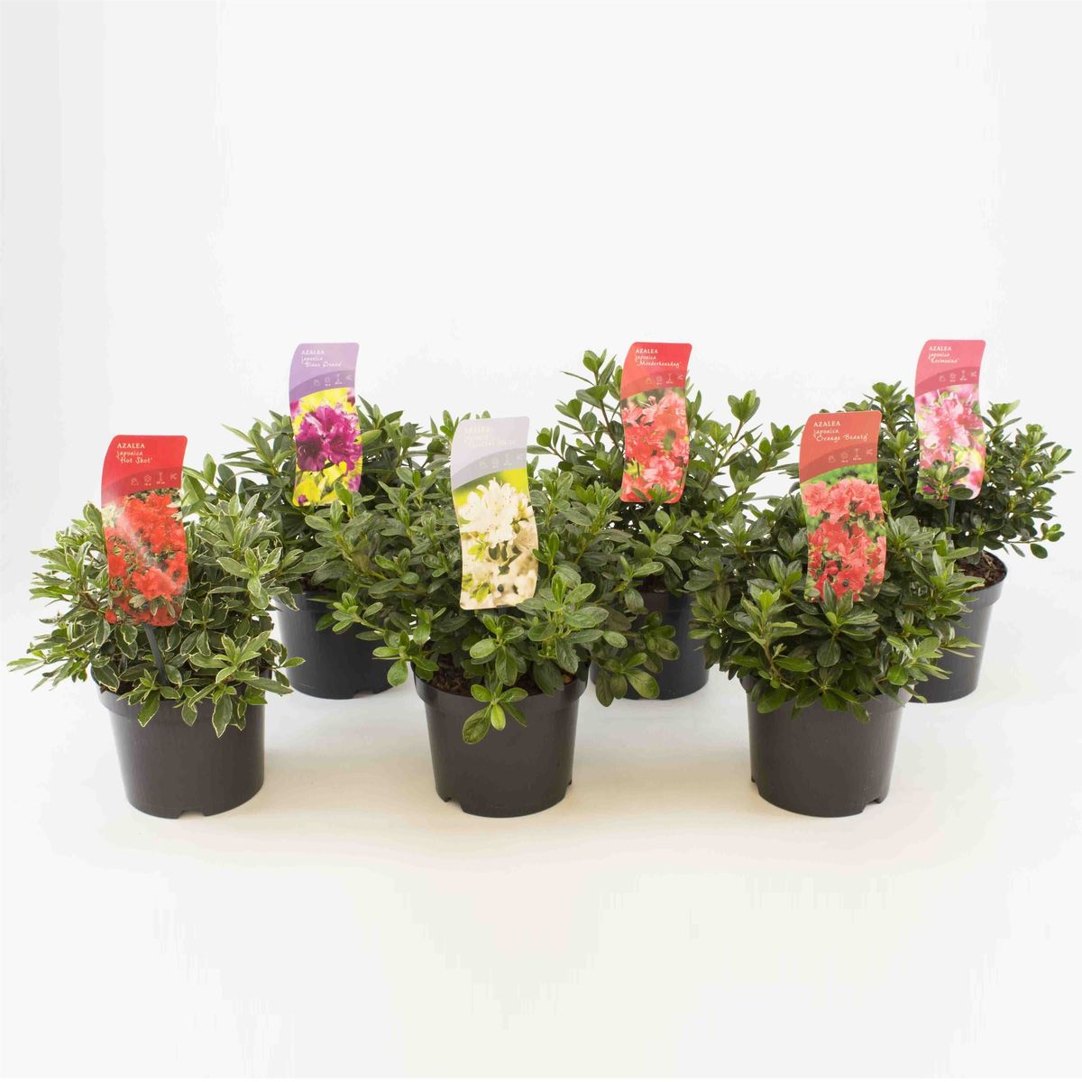 Rhododendron JAPANESE AZALEA MIX — Plant Wholesale FlorAccess