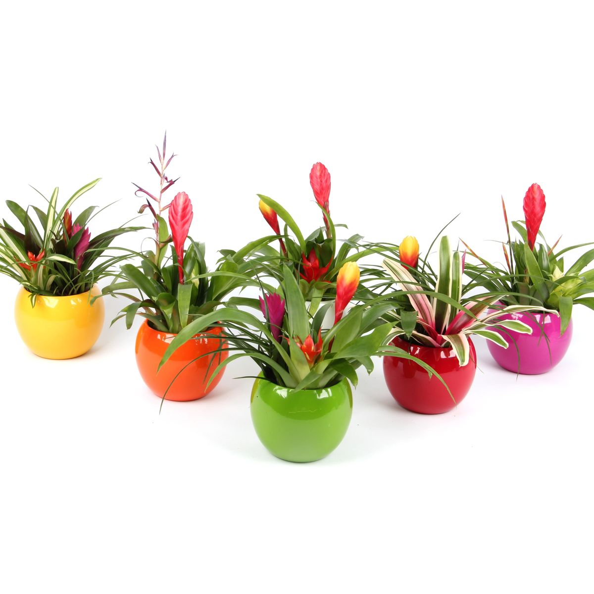 Arrangement Bromelia mix in pot — Plant Wholesale FlorAccess
