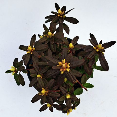 Rhododendron 'Ginny Gee' — Plant Wholesale FlorAccess