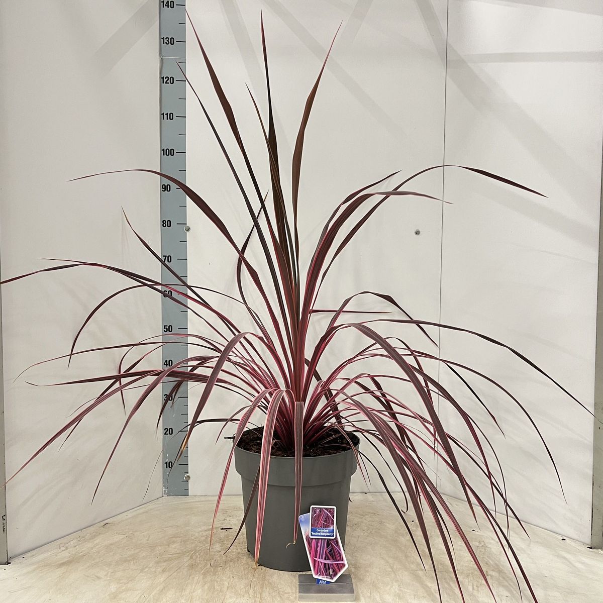Cordyline FESTIVAL RASPBERRY — Mayorista de plantas FlorAccess