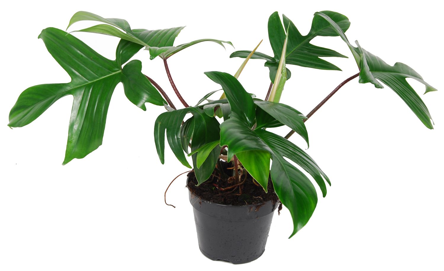 Philodendron FLORIDA GREEN — Plant Wholesale FlorAccess