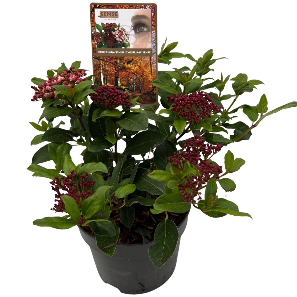 Viburnum tinus 'Gwenllian' — Рослини оптом FlorAccess