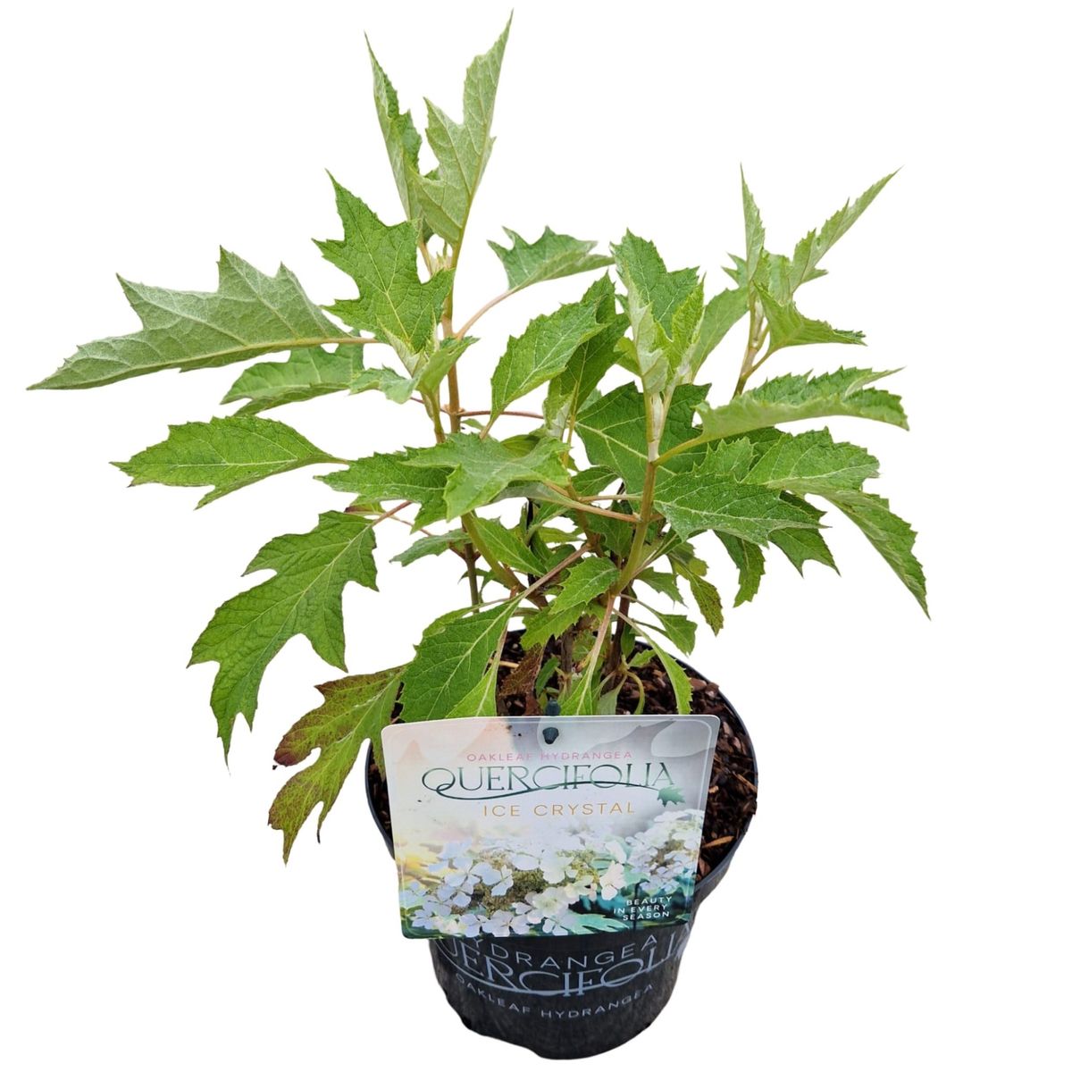 Hydrangea quercifolia ICE CRYSTAL — Mayorista de plantas FlorAccess