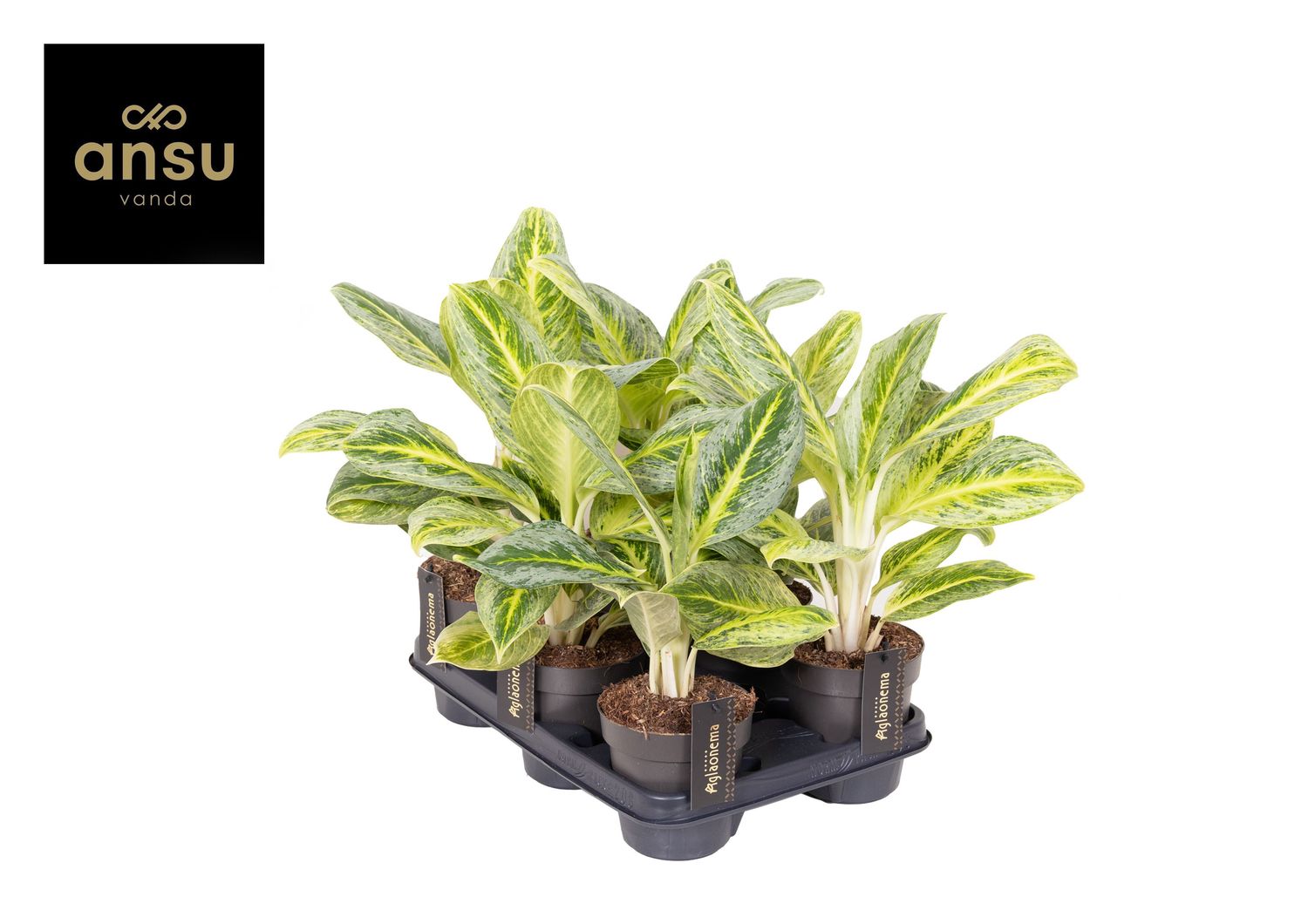 Aglaonema 'Bitter Lemon' — Plant Wholesale FlorAccess