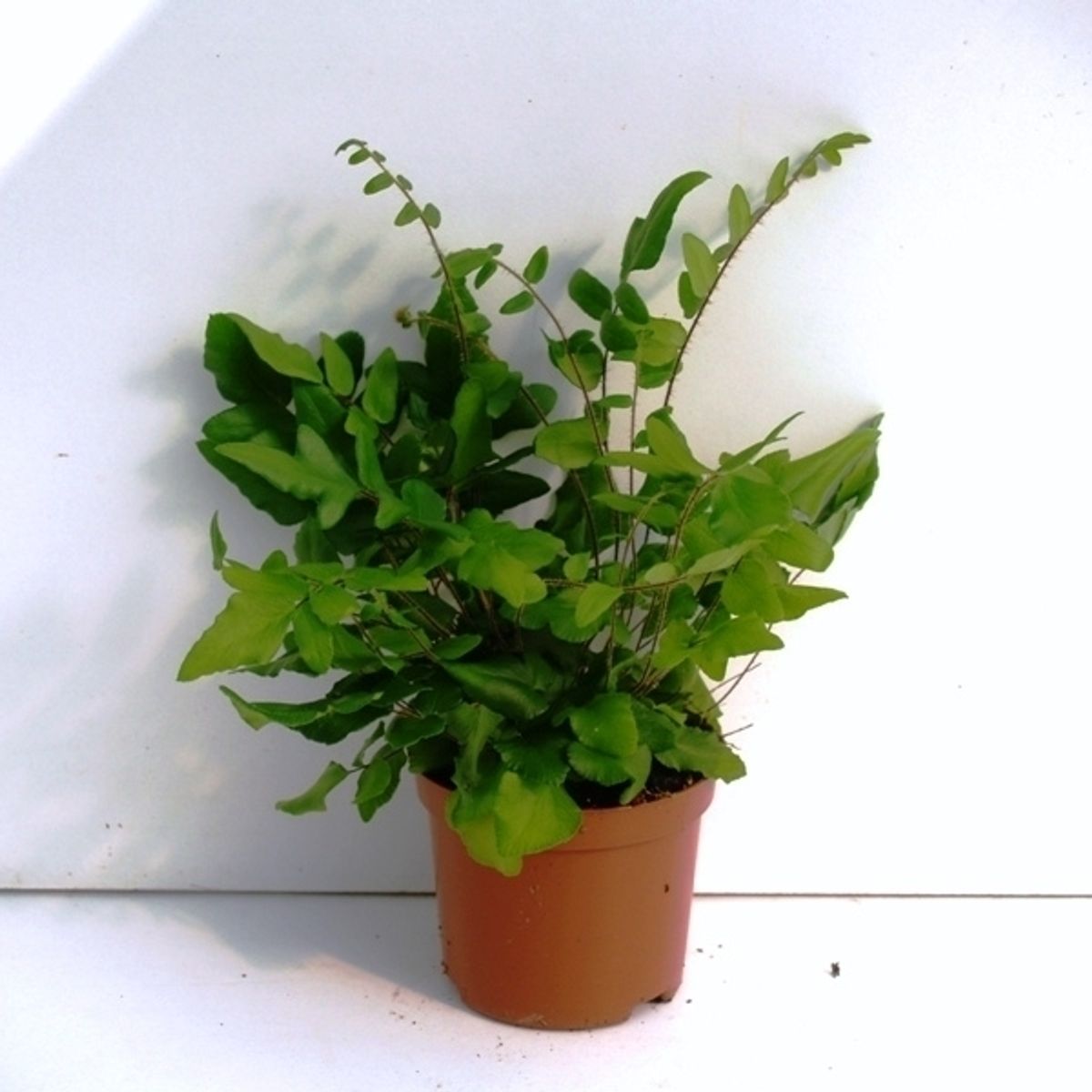 Pellaea falcata — Plant Wholesale FlorAccess