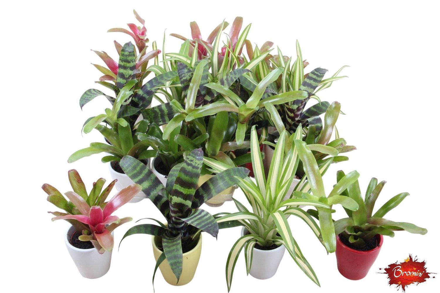 Bromelia MIX — Plant Wholesale FlorAccess