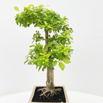 Duranta erecta — Plant Wholesale FlorAccess