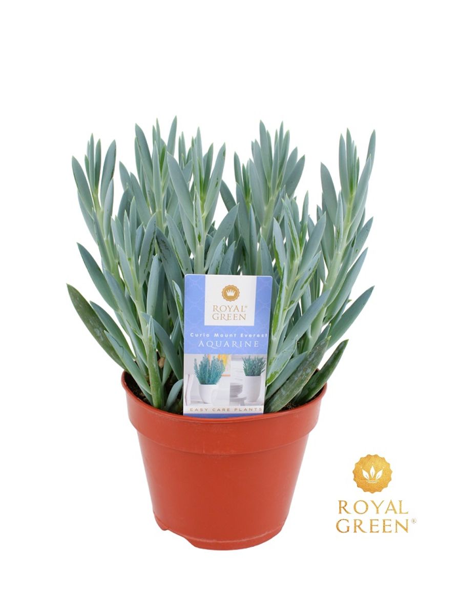 Curio ficoides 'Mount Everest' — Plant Wholesale FlorAccess