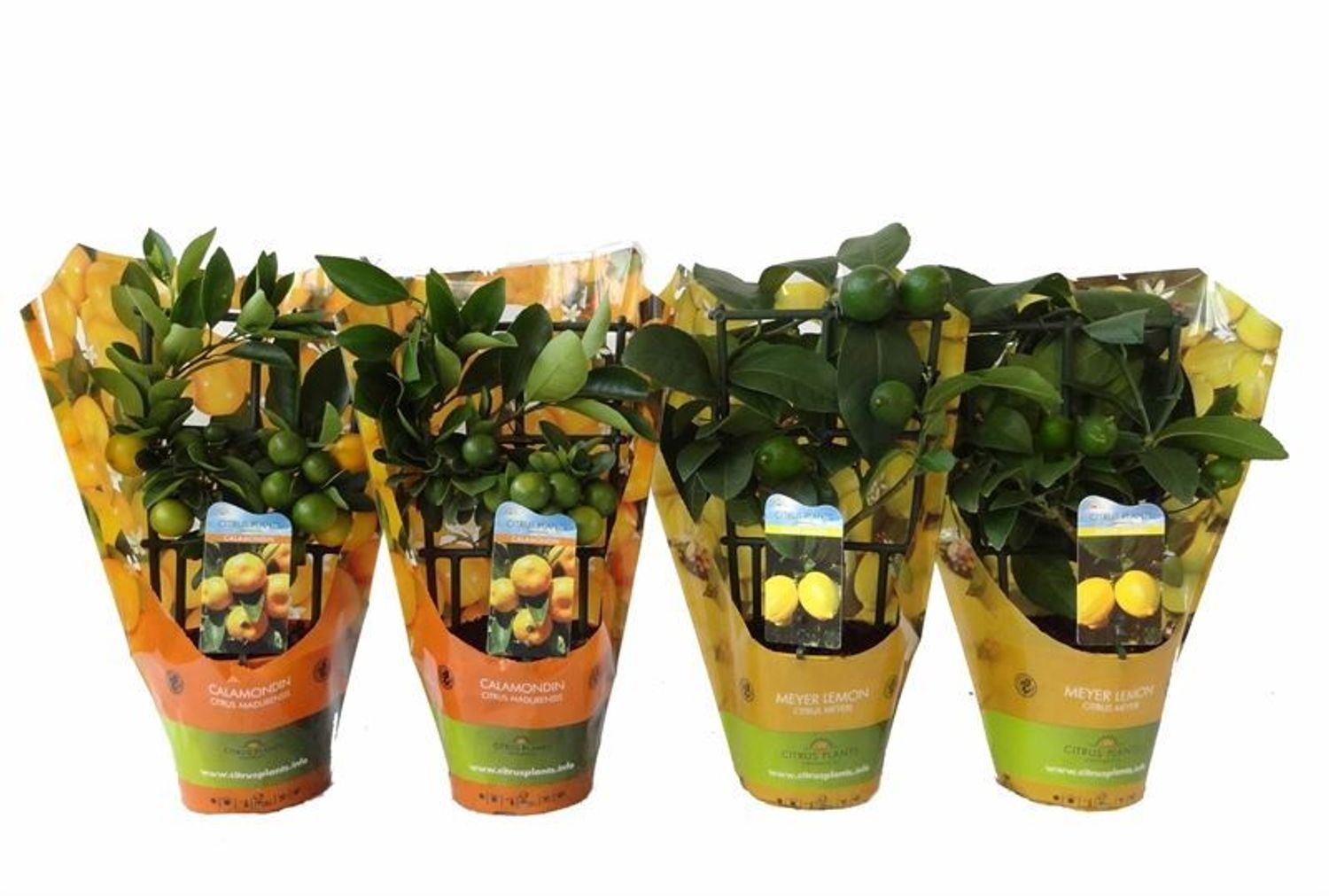 Citrus MIX — Plant Wholesale FlorAccess