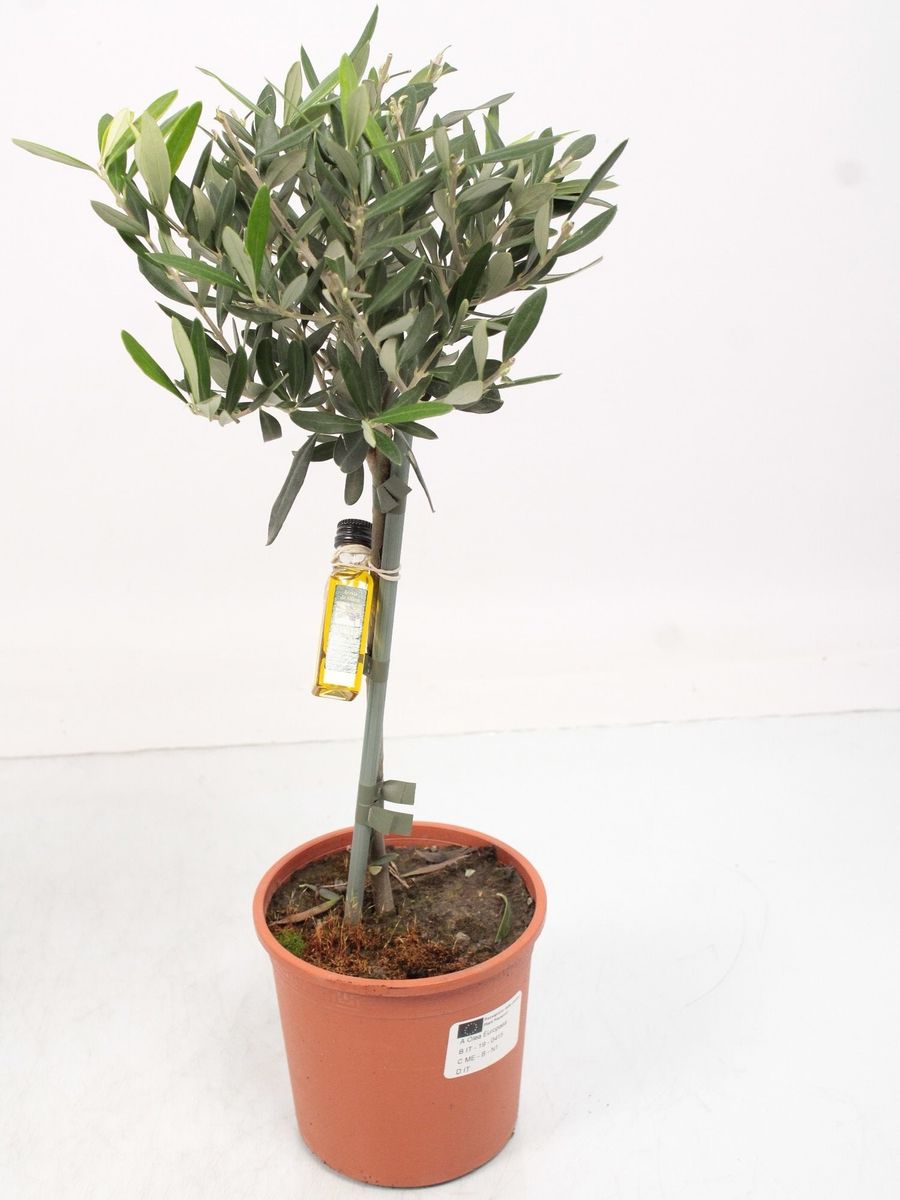Olea europaea — Plant Wholesale FlorAccess