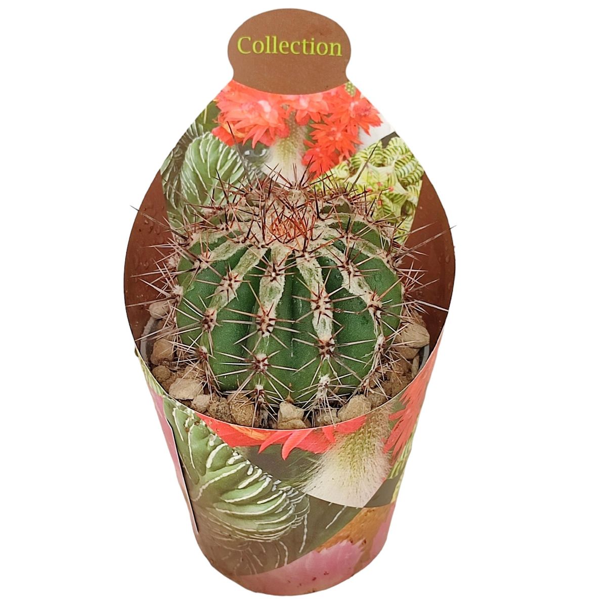 Echinopsis 'Haku-jo Maru' — Plant Wholesale FlorAccess