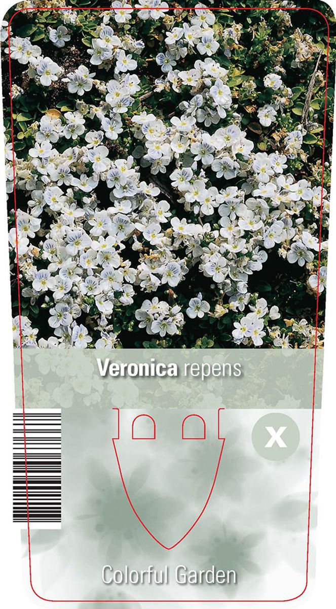 Veronica repens — Plant Wholesale FlorAccess