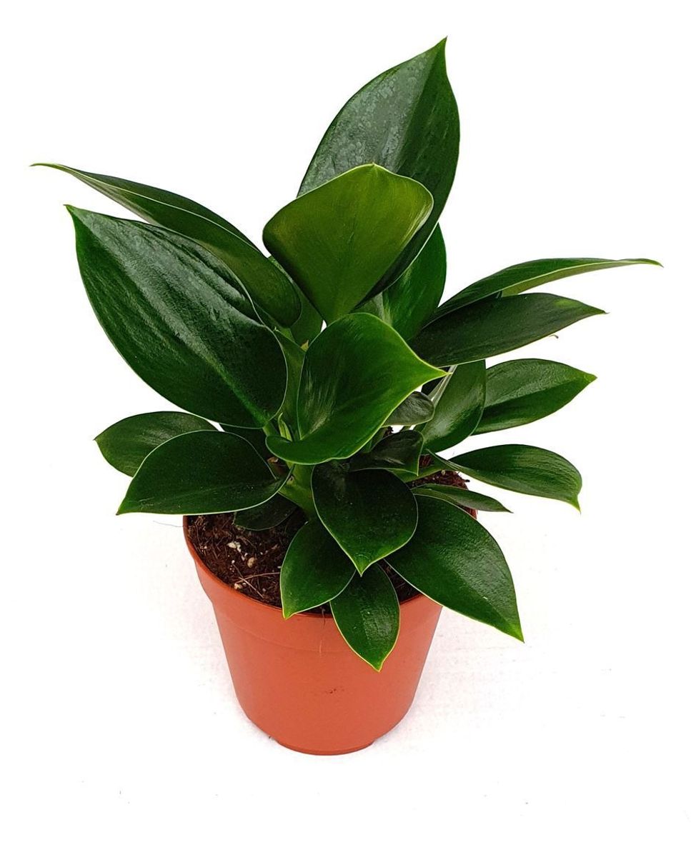 Philodendron 'Congo Apple' — Plant Wholesale FlorAccess