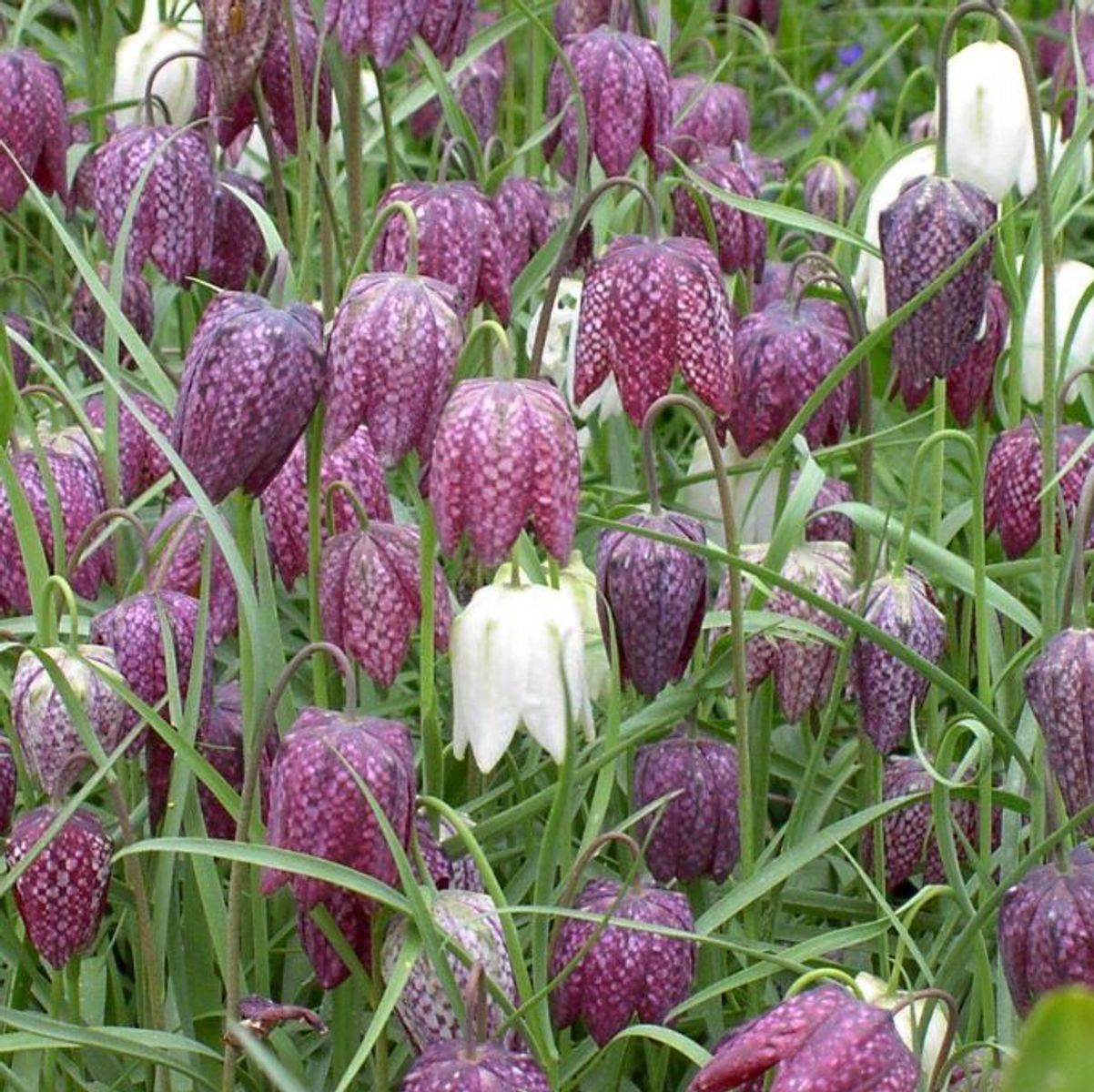 Fritillaria meleagris — Рослини оптом FlorAccess