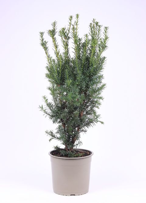 Taxus x media 'Hicksii' — Plant Wholesale FlorAccess