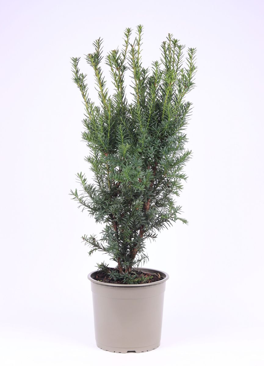 Taxus x media 'Hicksii' — Plant Wholesale FlorAccess