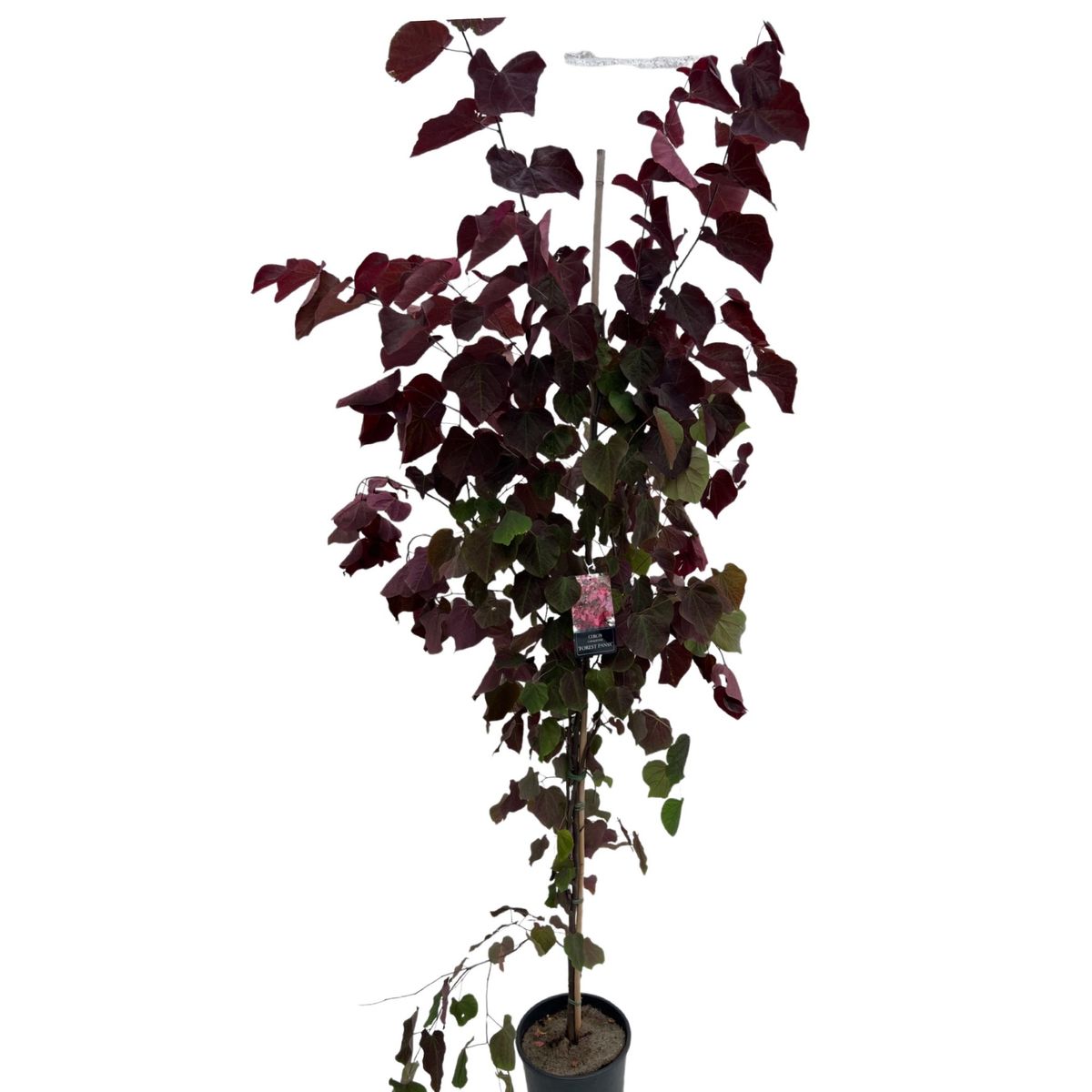 Cercis canadensis 'Forest Pansy' — Plant Wholesale FlorAccess