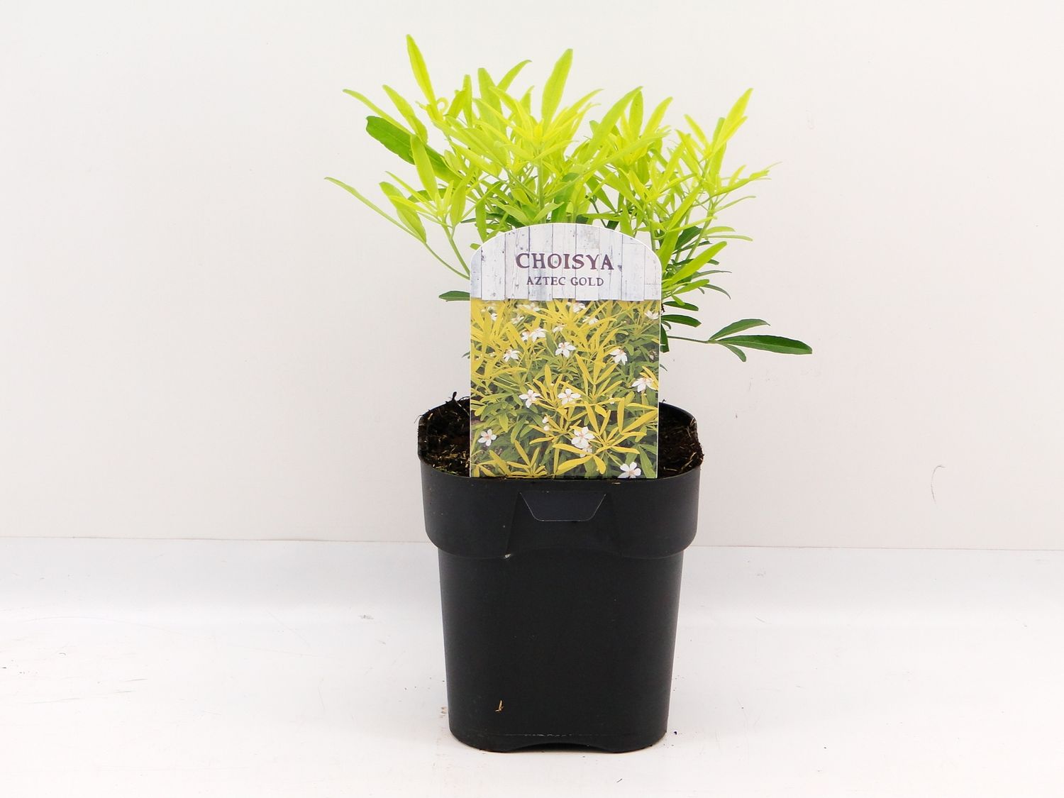 Choisya 'Aztec Gold' — Plant Wholesale FlorAccess