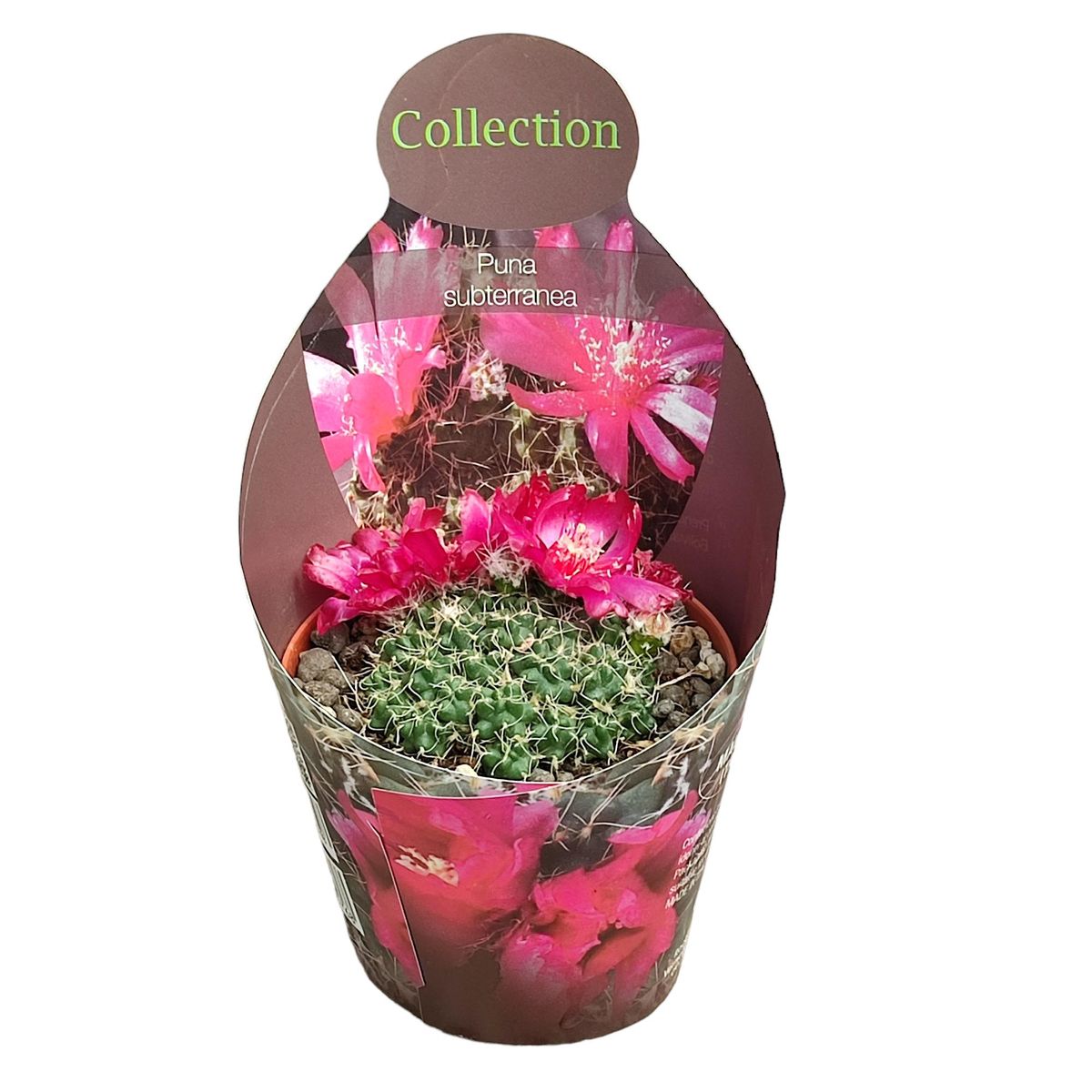 Puna subterranea — Plant Wholesale FlorAccess