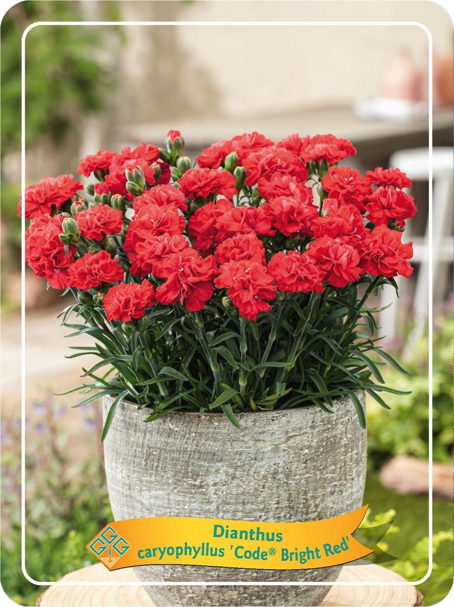 Dianthus CODE BRIGHT RED — Plant Wholesale FlorAccess