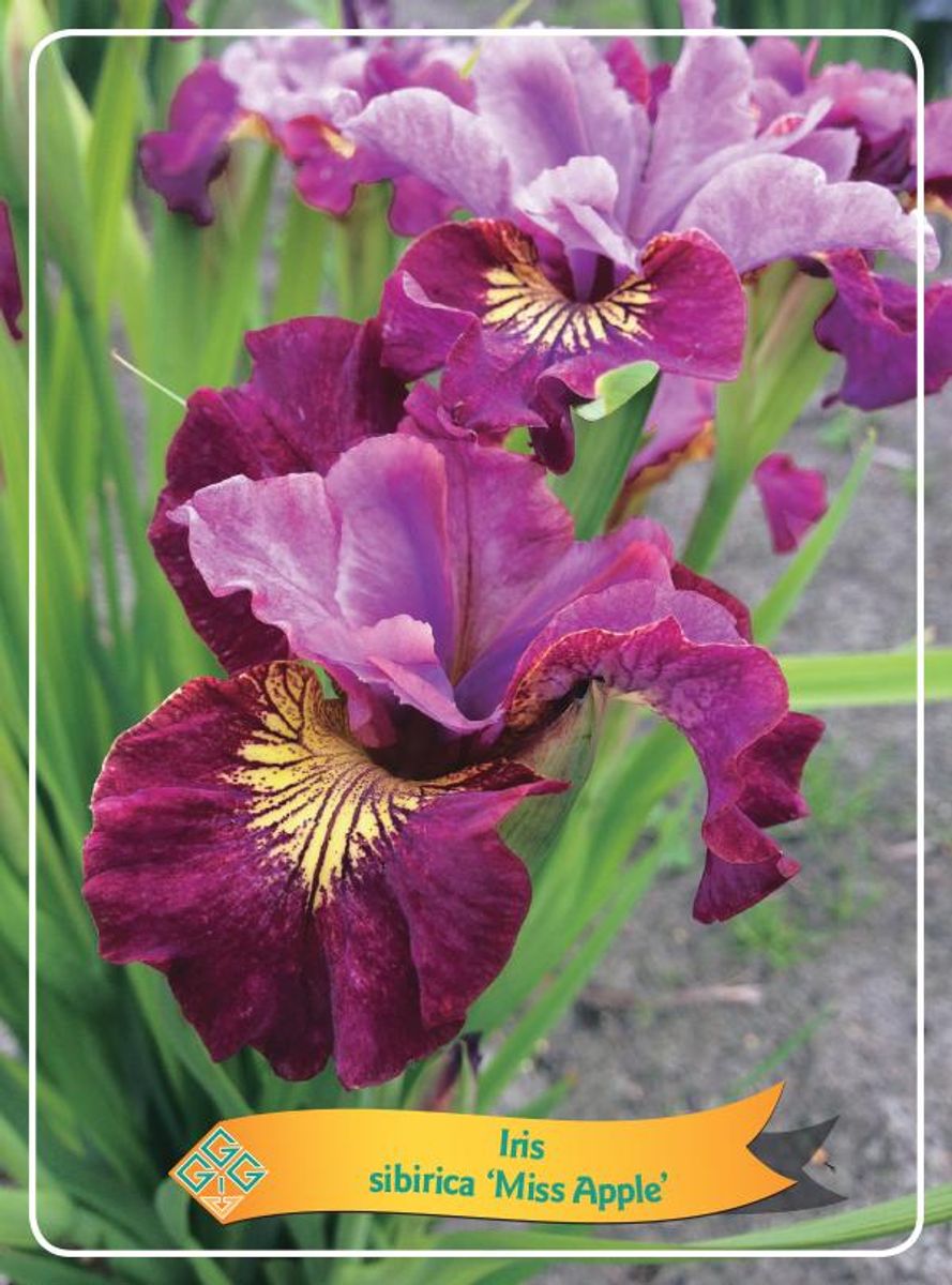 Iris sibirica 'Miss Apple' — Рослини оптом FlorAccess