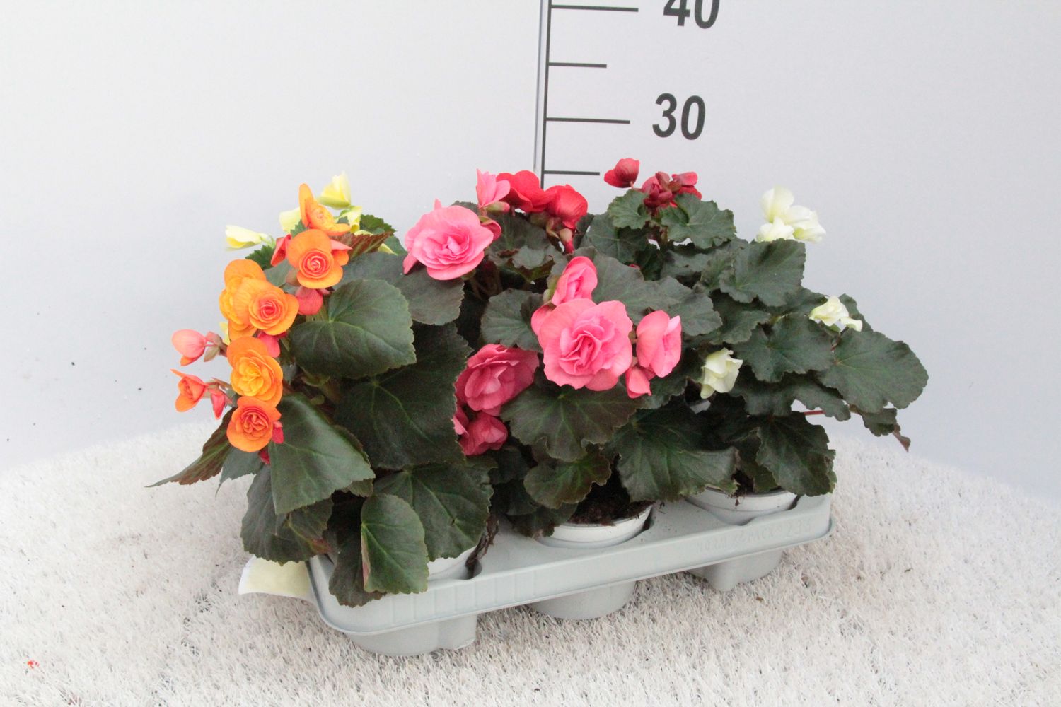 Begonia SOLENIA MIX — Plant Wholesale FlorAccess