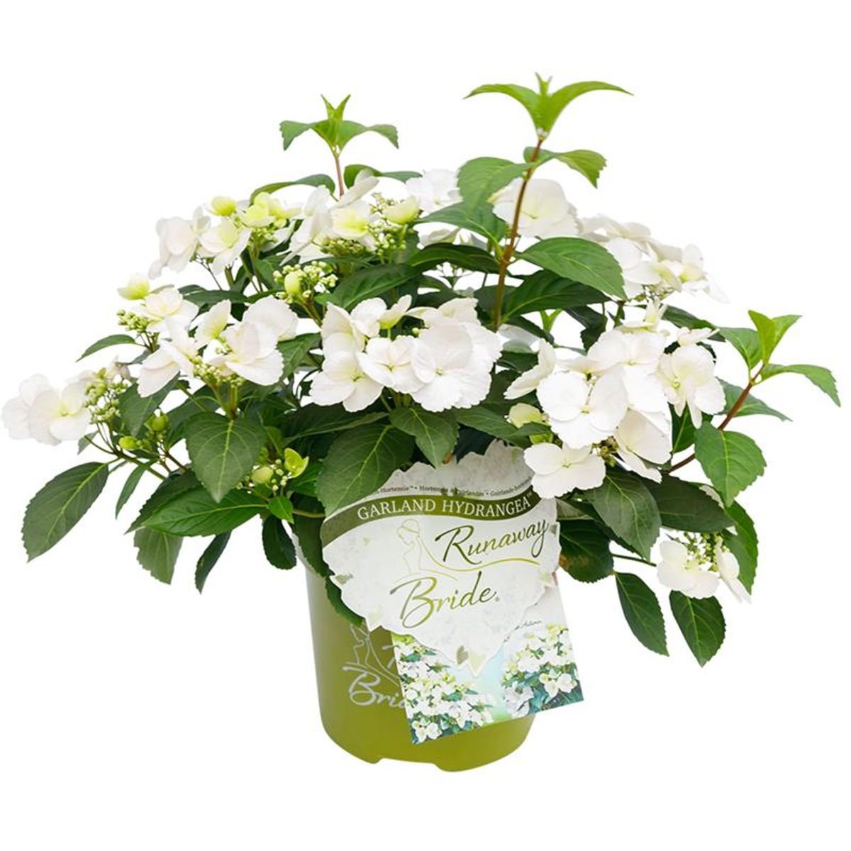 Hydrangea RUNAWAY BRIDE — Mayorista de plantas FlorAccess