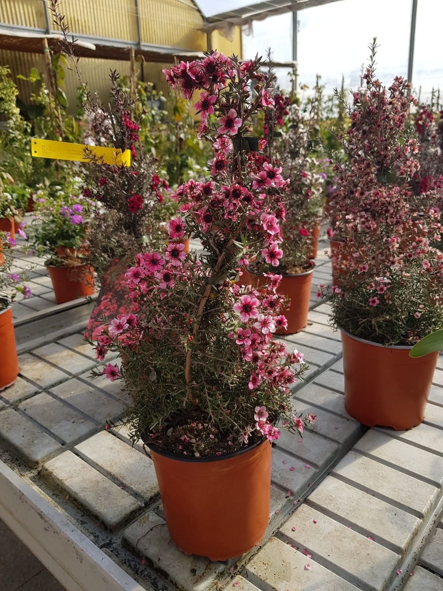 Leptospermum scoparium — Рослини оптом FlorAccess