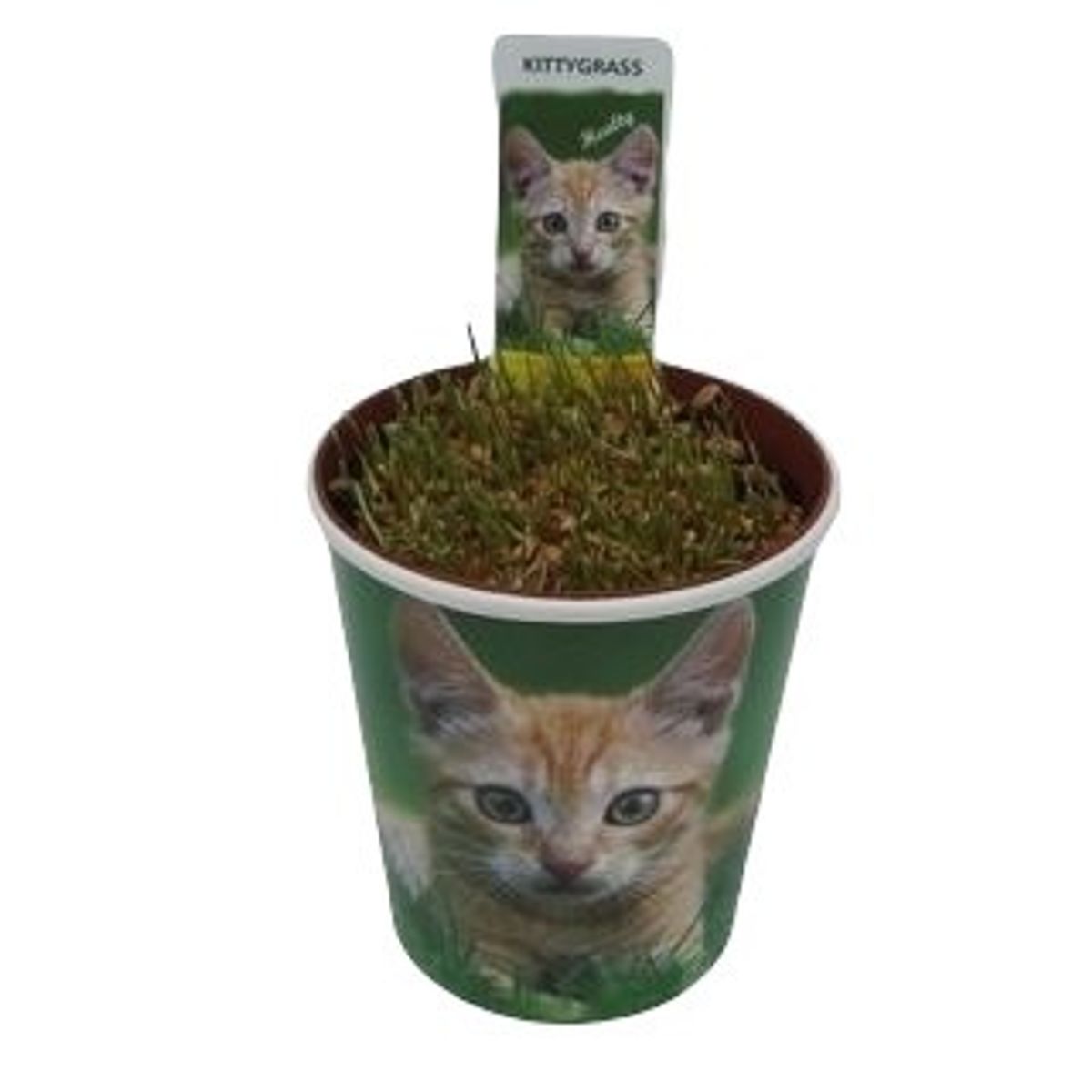 Cyperus alternifolius 'Zumula' — Plant Wholesale FlorAccess