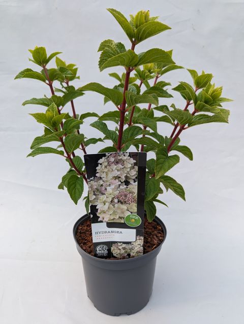 Hydrangea paniculata 'Bee Happy' — Рослини оптом FlorAccess