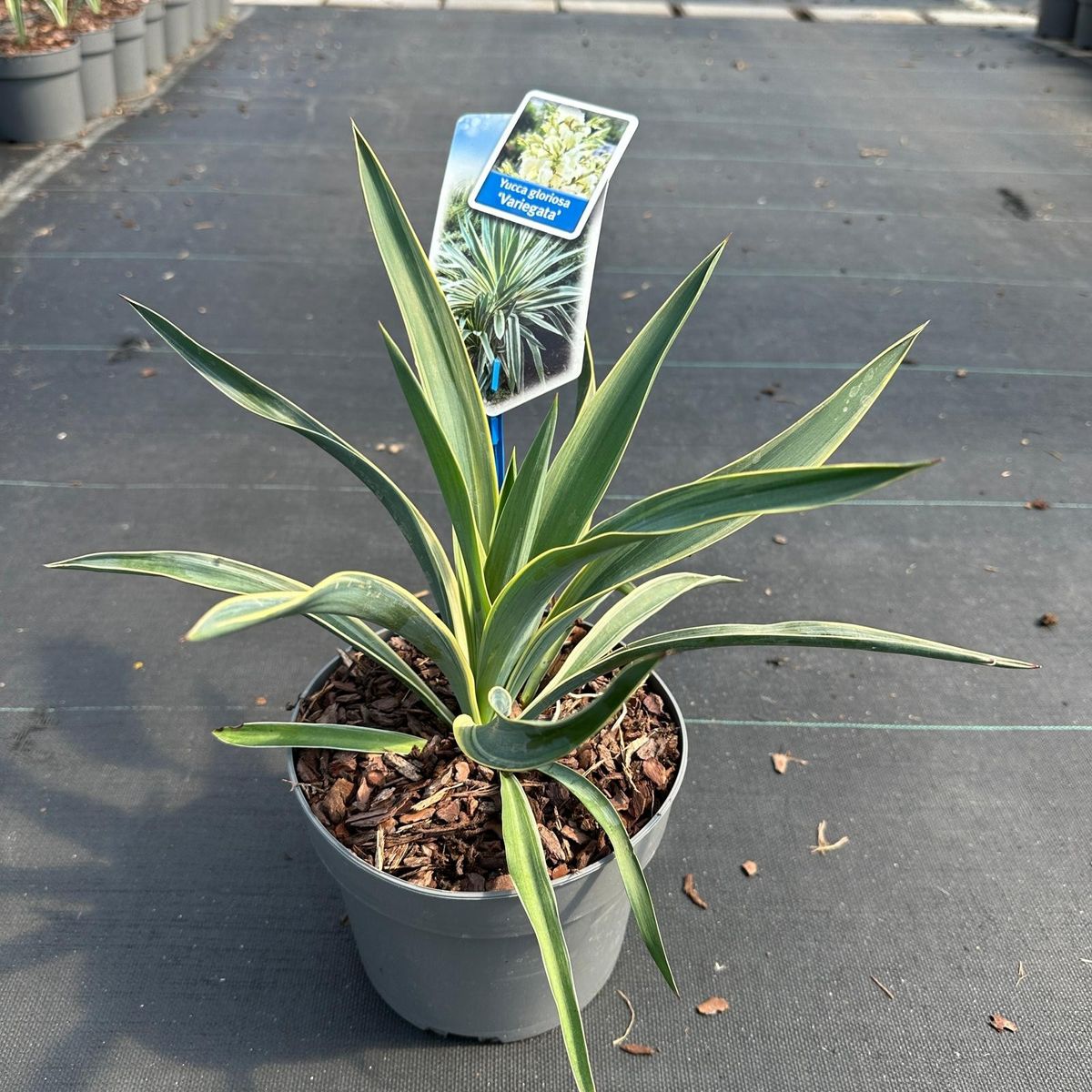 Yucca gloriosa 'Variegata' — Plant Wholesale FlorAccess