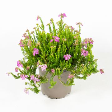 Heathers — Plant Wholesale FlorAccess