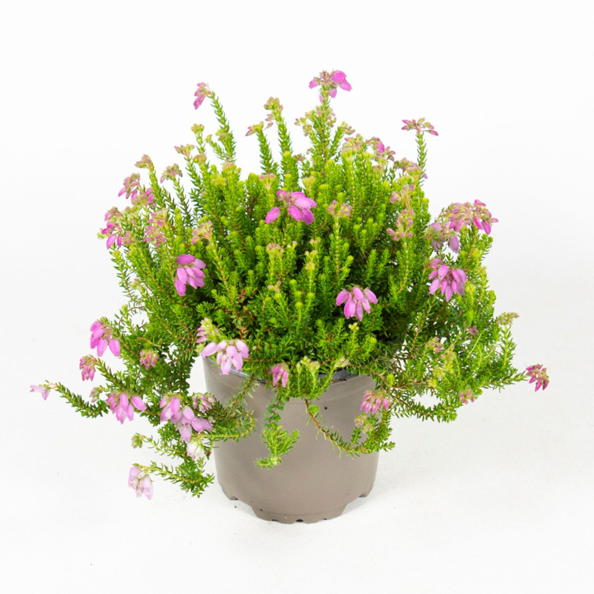 Erica x stuartii — Plant Wholesale FlorAccess