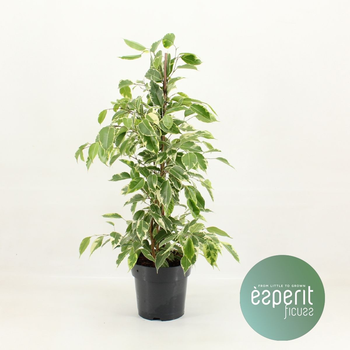 Ficus benjamina 'Golden King' — Plant Wholesale FlorAccess
