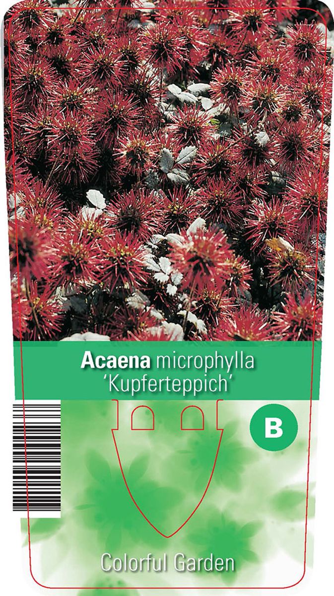 Acaena microphylla 'Kupferteppich' — Plant Wholesale FlorAccess