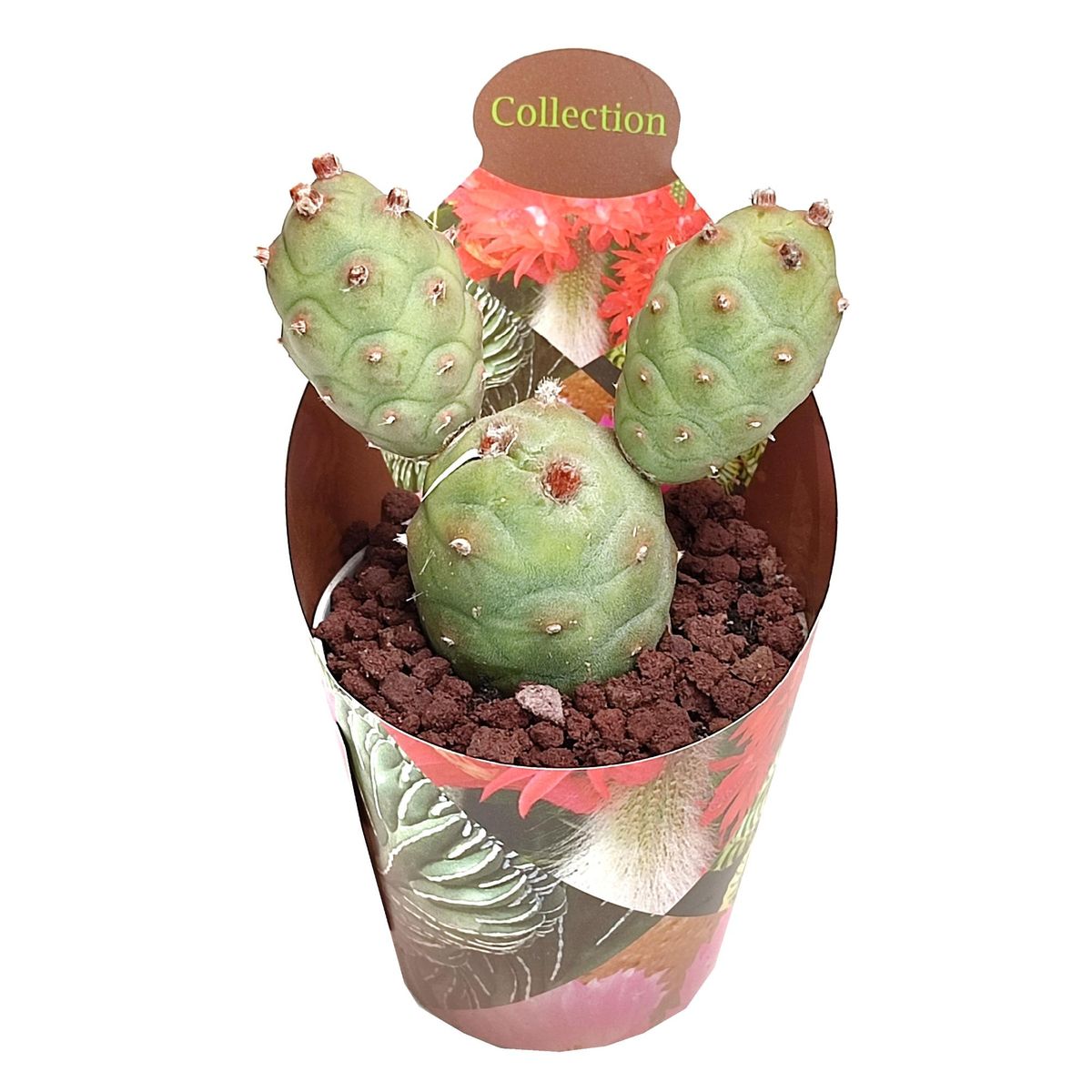 Tephrocactus articulatus inermis — Plant Wholesale FlorAccess