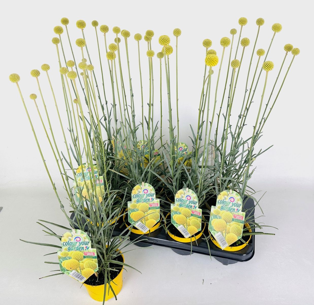 Craspedia globosa 'Golf Beauty' — Рослини оптом FlorAccess