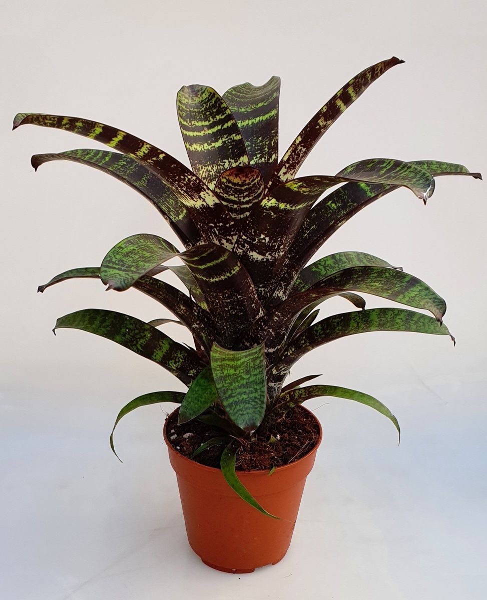 Vriesea 'Red Chestnut' — Toptan Bitki Satışı FlorAccess