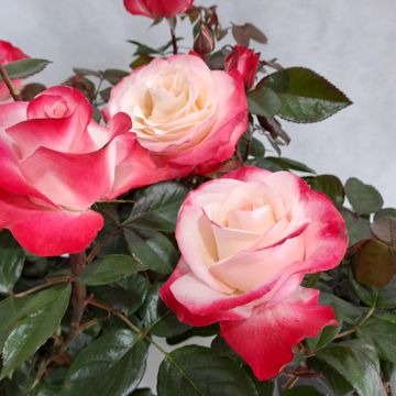 FlorAccess — Hurtownia roślin