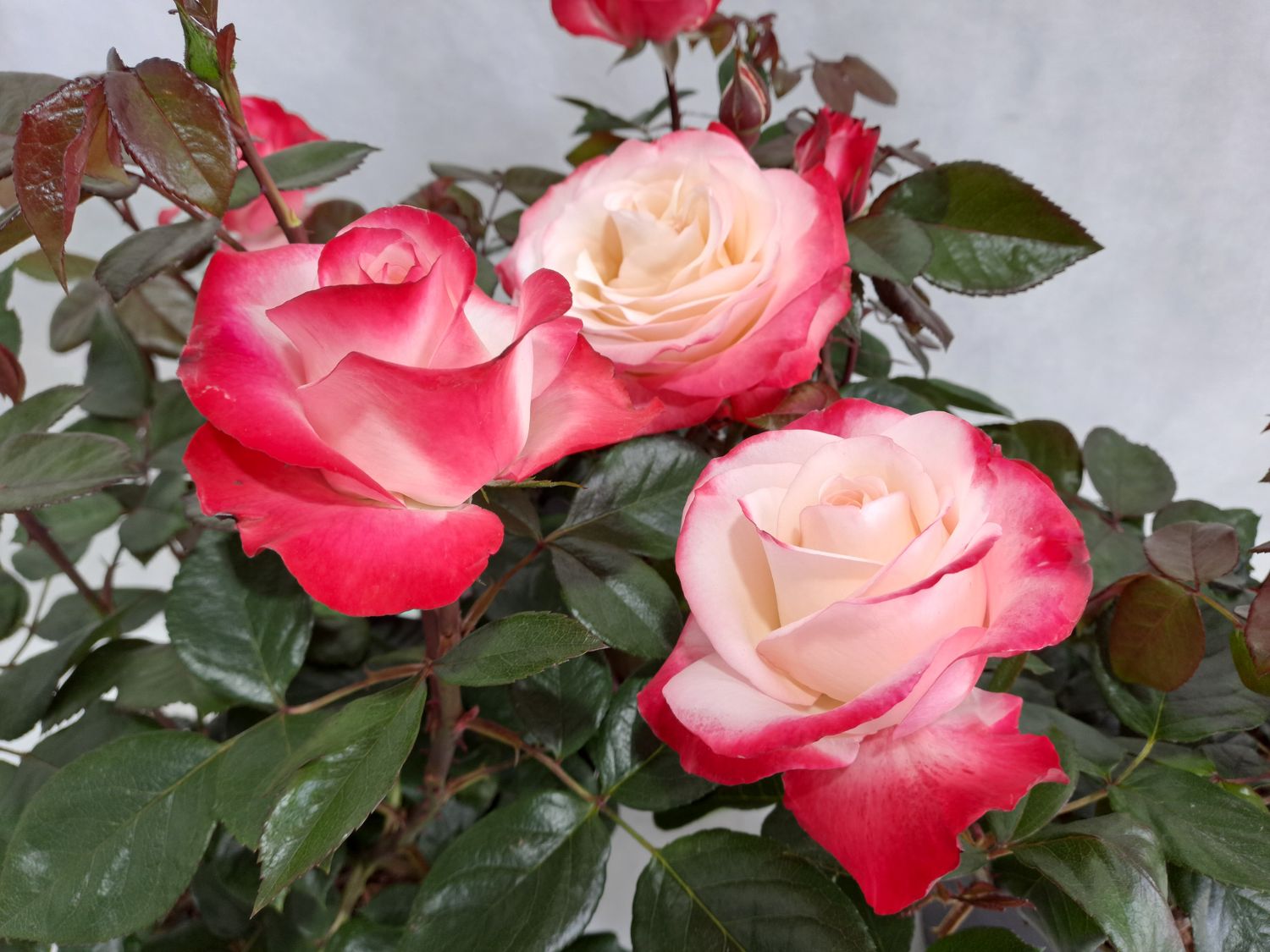 Rosa MIX — Plant Wholesale FlorAccess