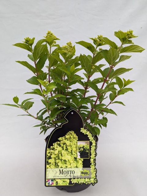 Hydrangea paniculata MOJITO — Toptan Bitki Satışı FlorAccess