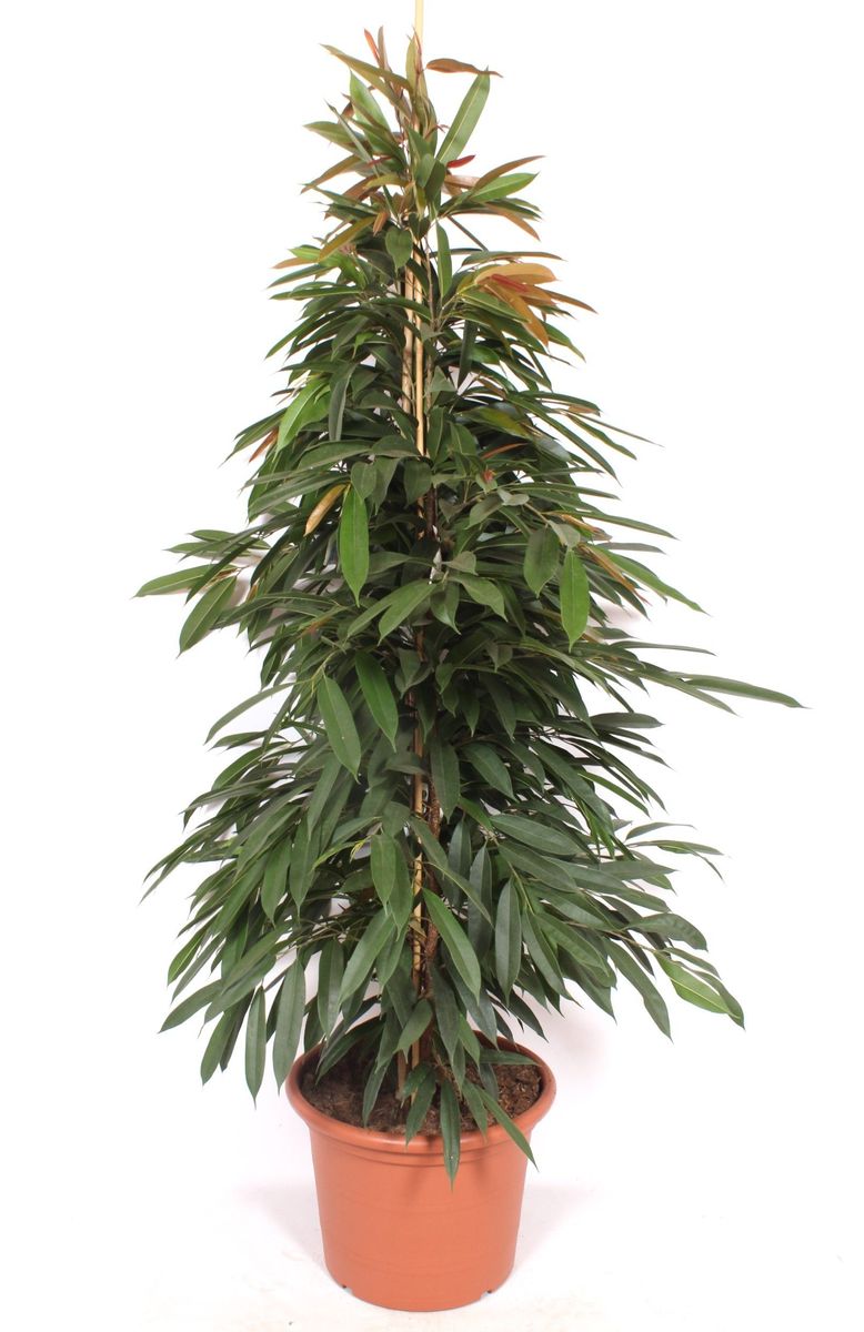 Ficus binnendijkii 'Amstel King' — Plant Wholesale FlorAccess