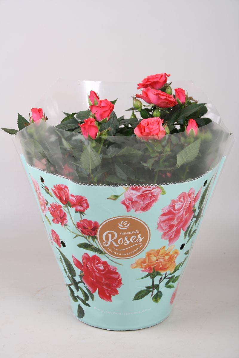Rosa FAVOURITE ROSES PINK — Plant Wholesale FlorAccess