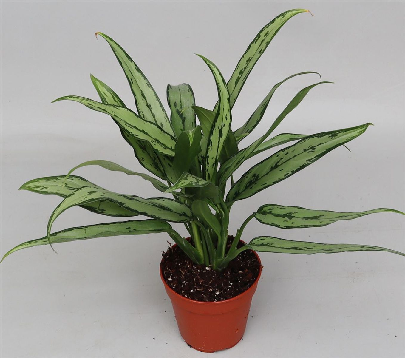 Aglaonema 'Cutlass' — Plant Wholesale FlorAccess