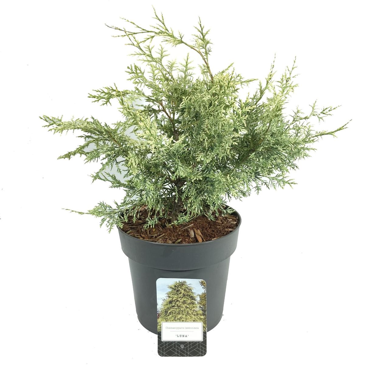 Chamaecyparis lawsoniana 'Luna' — Plant Wholesale FlorAccess