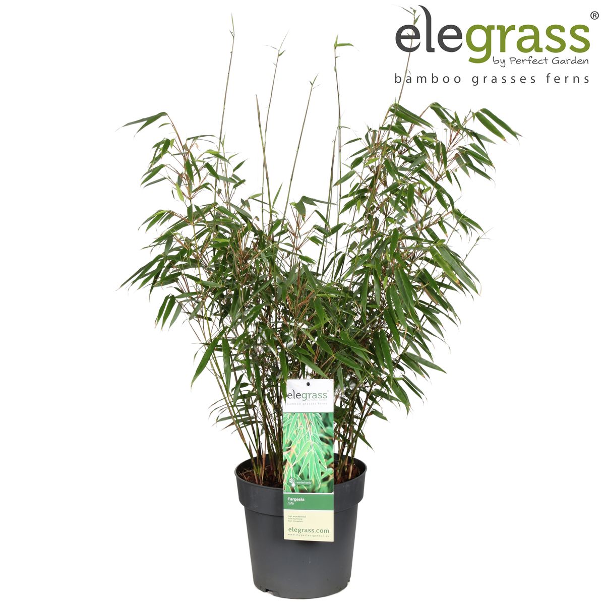Fargesia rufa — Plant Wholesale FlorAccess
