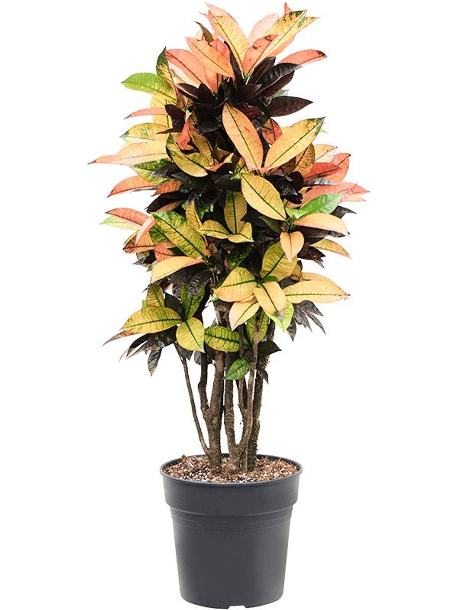 Codiaeum variegatum 'Mrs Iceton' — Plant Wholesale FlorAccess