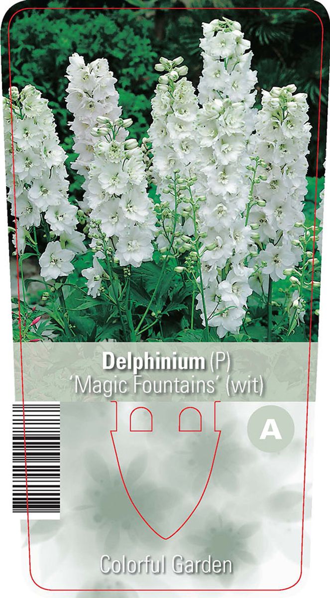 Delphinium 'Magic Fountains Pure White' — Plant Wholesale FlorAccess